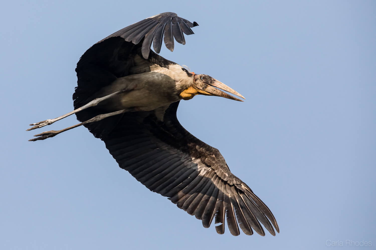 The journey of ‘Stork Sister’: Pioneering a community-conservation movement | Rukhmabai Fellowship